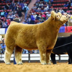 Show Cattle - Lubbock, TX - Amarillo, TX - HF and C Lubbock